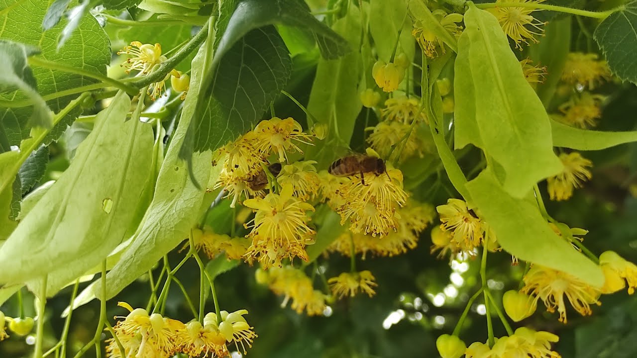 Fiori di tiglio | Quando e come raccogliere | Benefici - YouTube