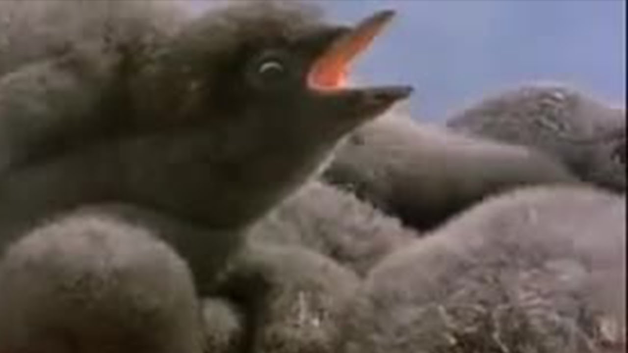 Baby Penguins Struggle for Survival | BBC Studios - YouTube