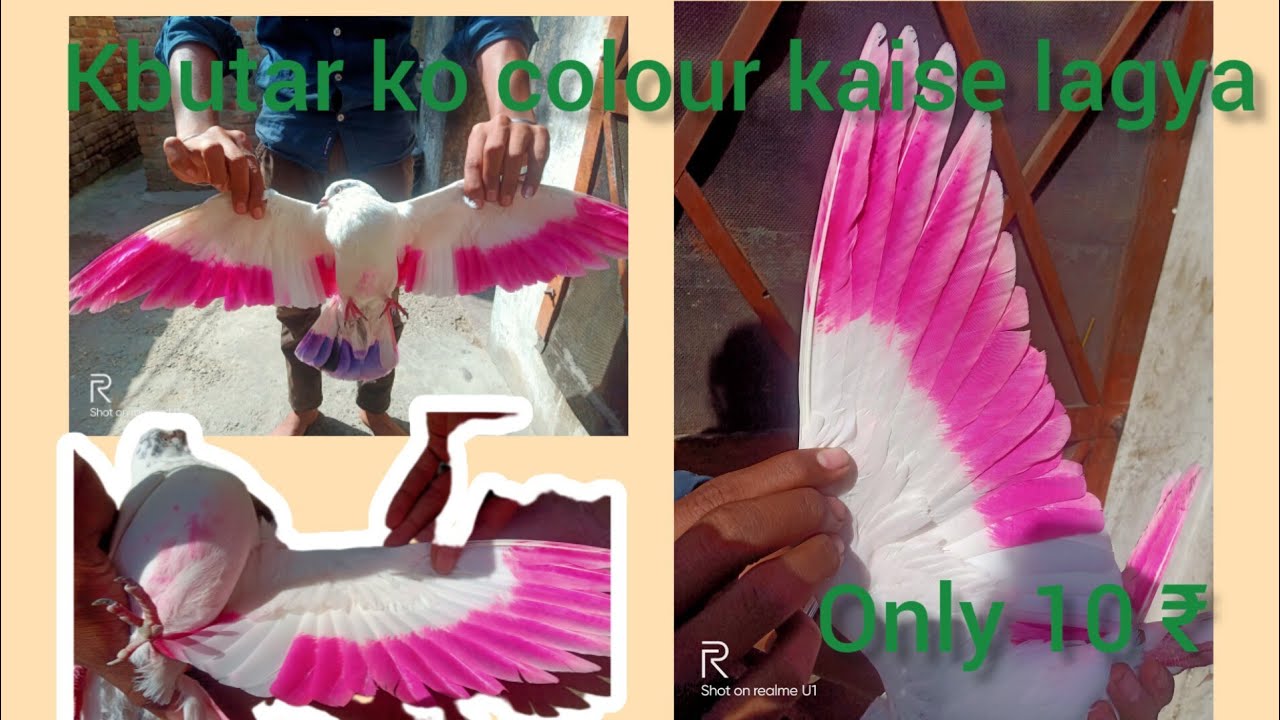 kbutar ko colour kaise lagaye ?or kaha se le ? कबूतरौ कौ रंग कैसे लगाए ...