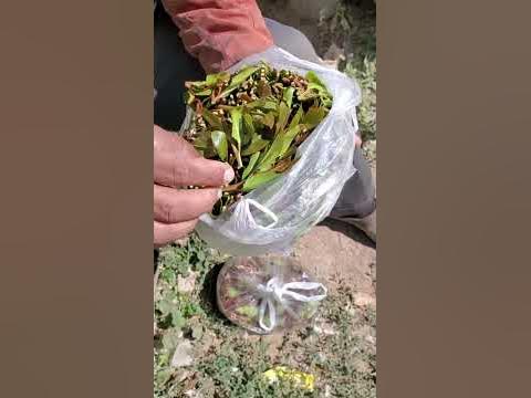 قات عنسي اجود واندر انواع القات في الشتا - YouTube