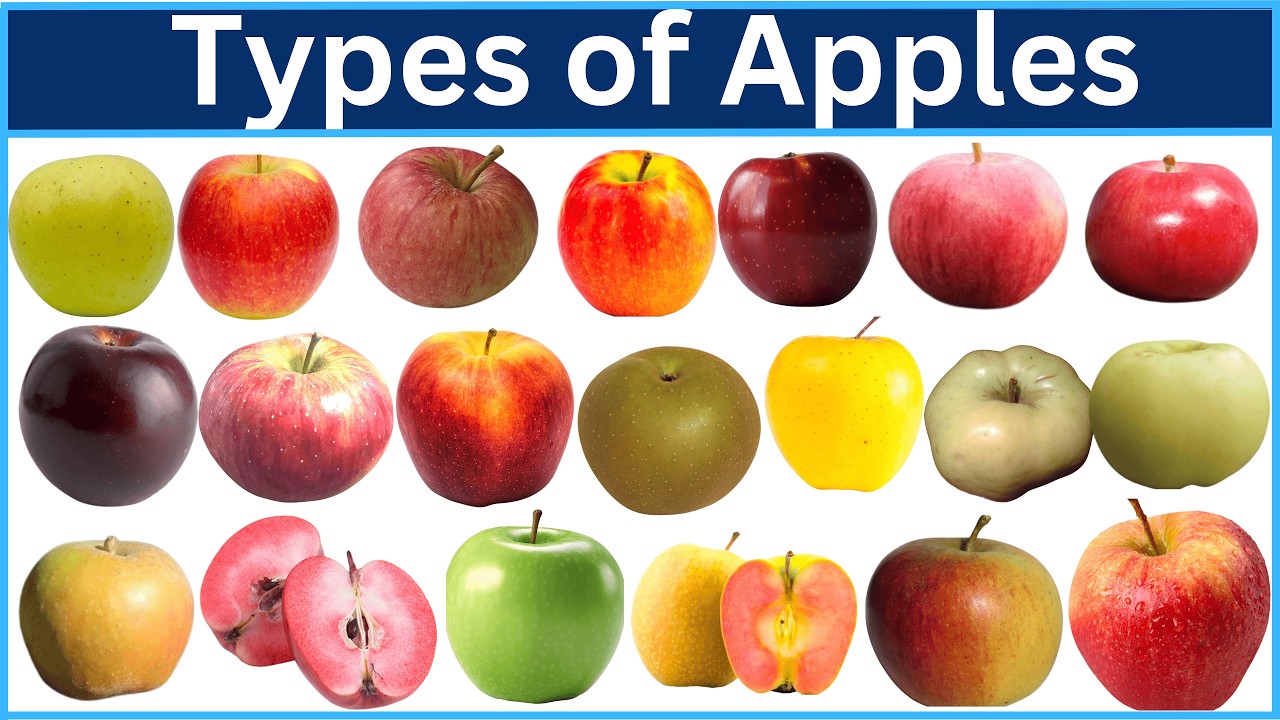 Types of Apples | Explore 70 Apple Varieties From Around the World ...