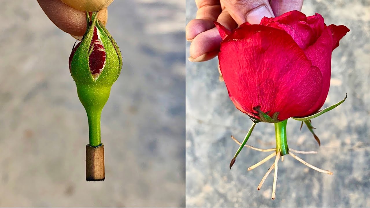 Rose breeding technique according to new method - YouTube