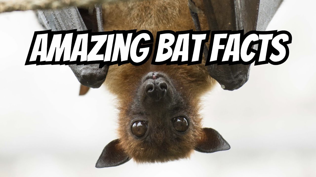Amazing Bat Facts, Nature’s Flying Superheroes! #bat #bats # ...