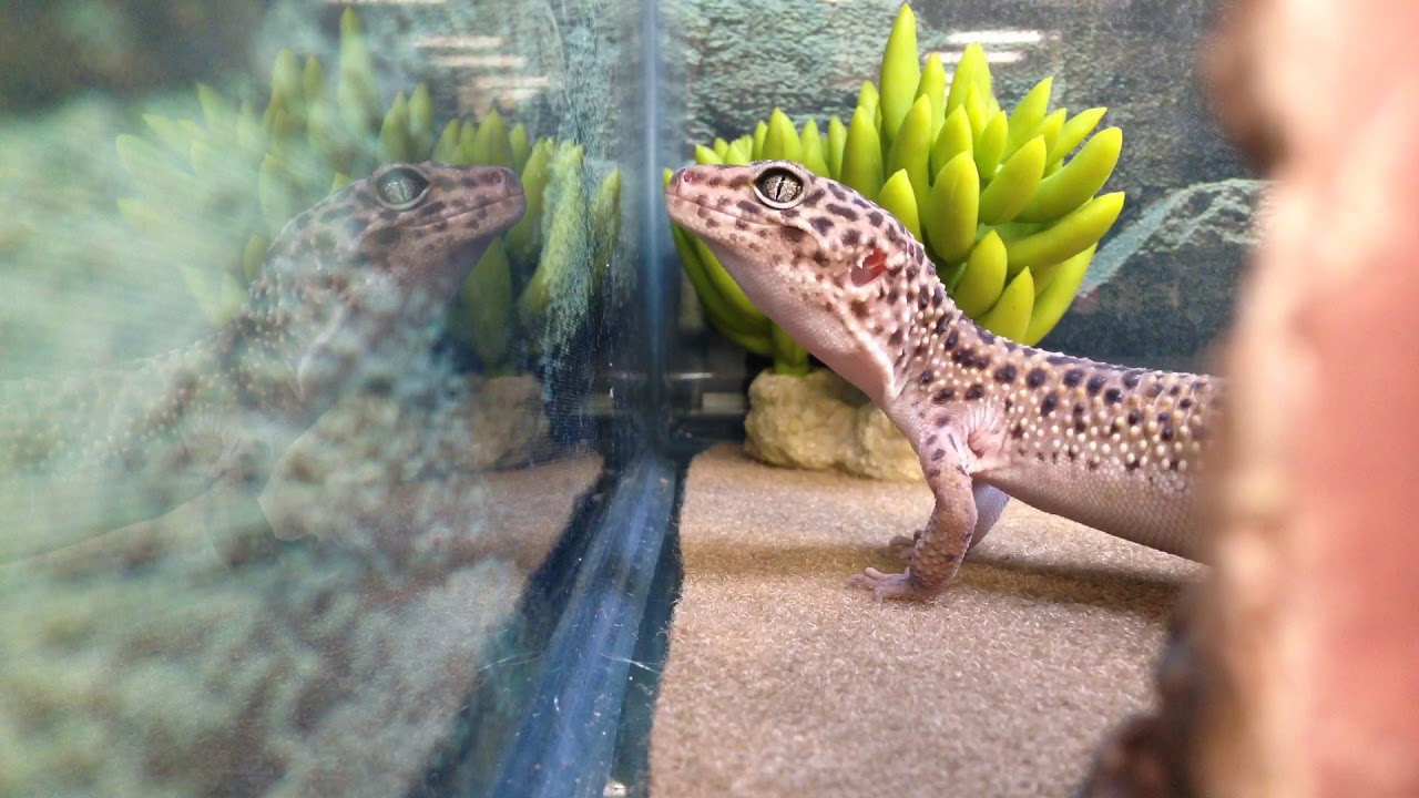 Full Grown Leopard Gecko - YouTube