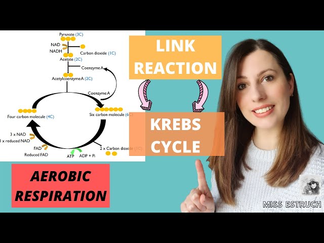 Krebs Cycle Diagram A Level Biology