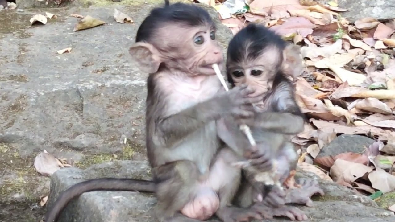 Mon Monkeys and Baby Monkey Activities - The Real Life Of Monkey Angkor ...