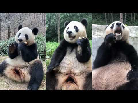 Apple is much better than pineapple ❤️ Panda Food | Cute Animals 2021