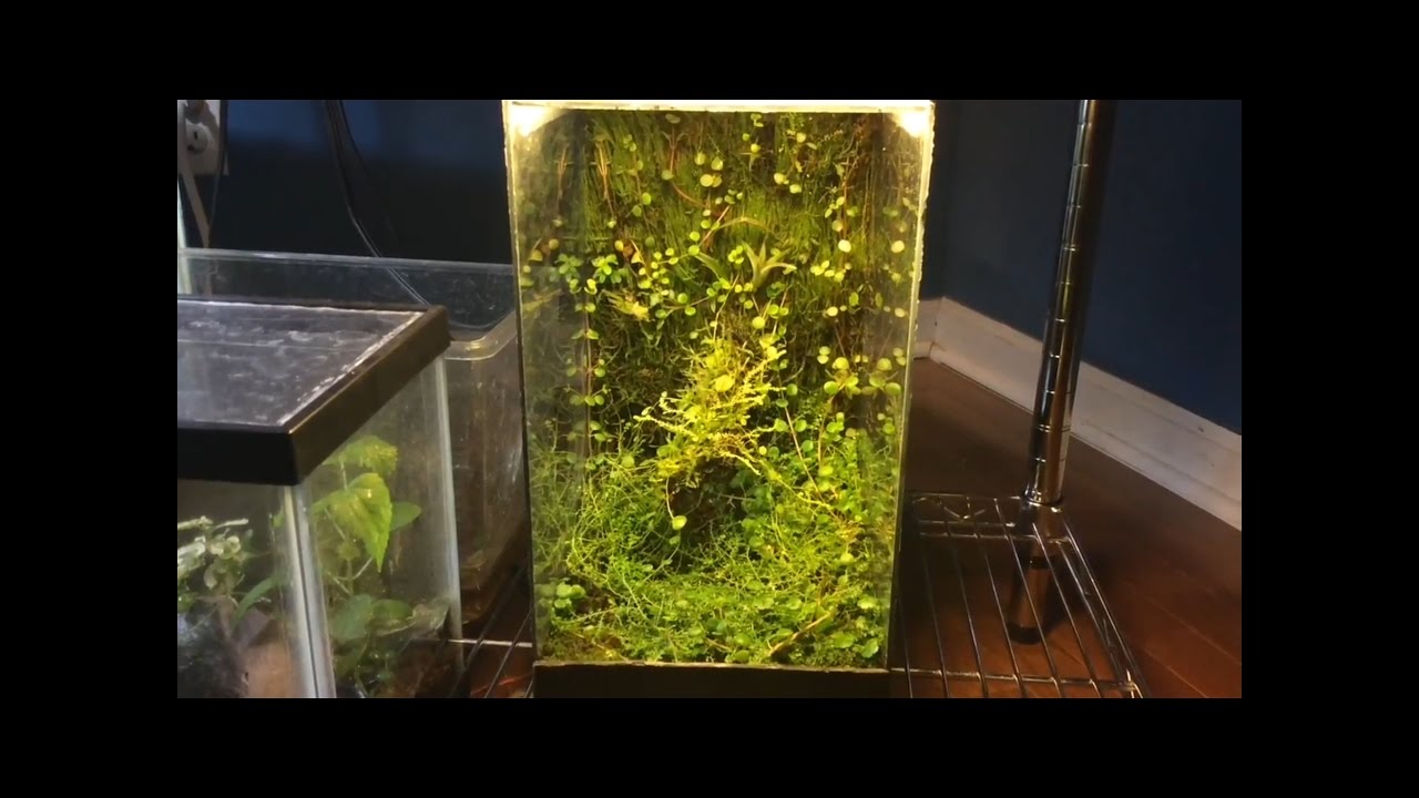 Mini Vivarium Trimming! - YouTube