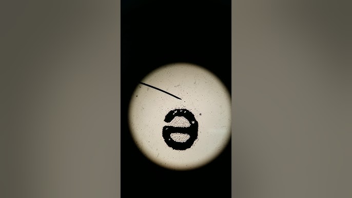 Microscope Lab Letter E