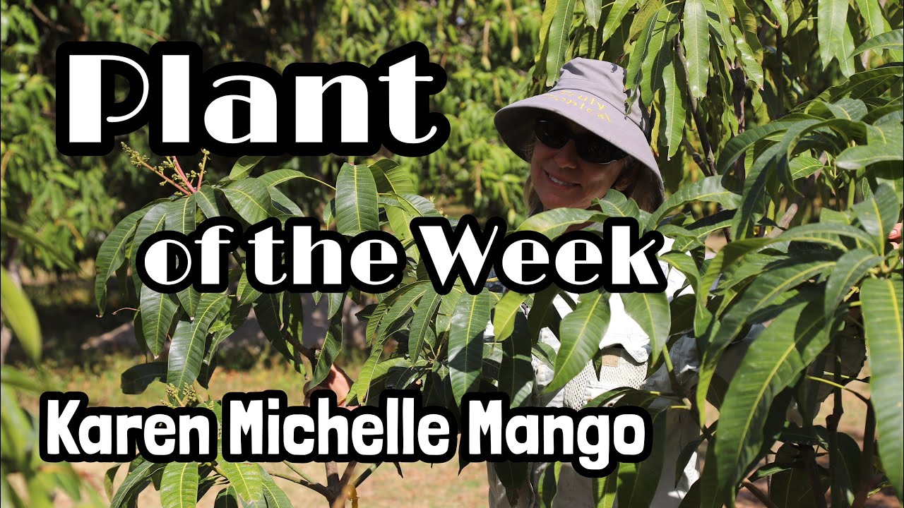 Plant of the Week | 'Karen Michelle' Mango - YouTube