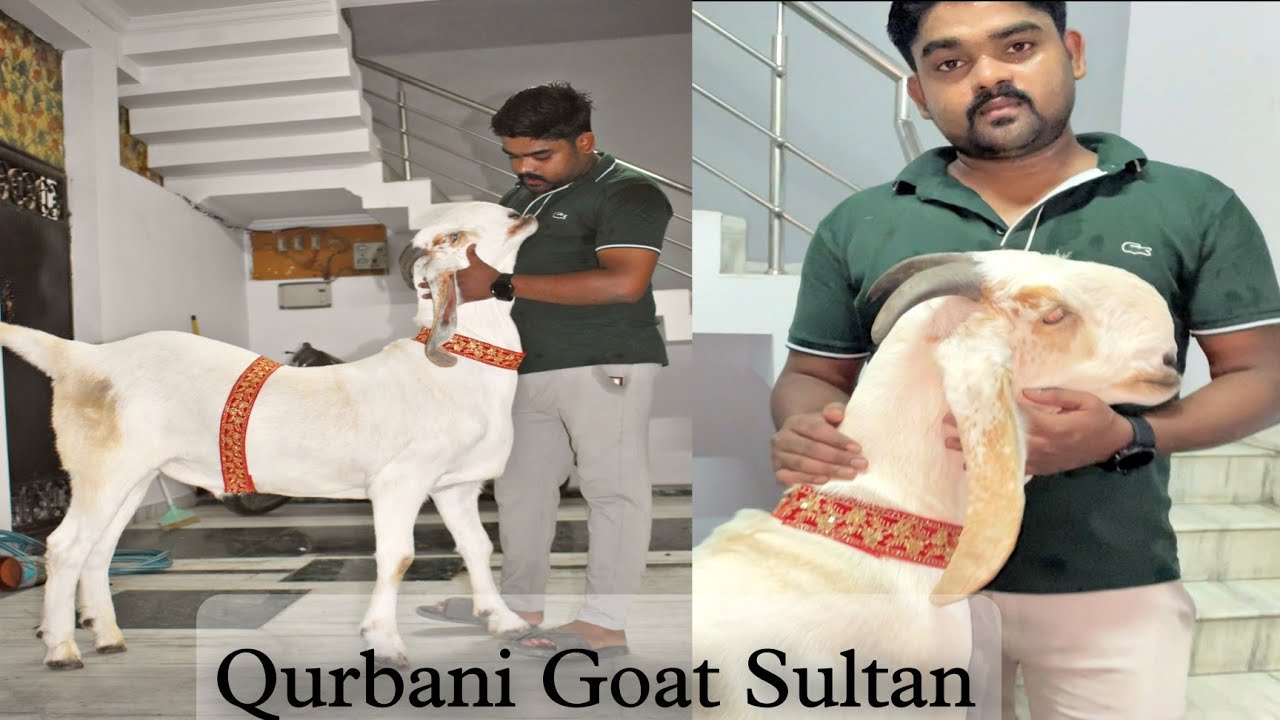 Qurbani goat of Anas bhai | Sultan | Mashallah very beautiful goat ️ ...