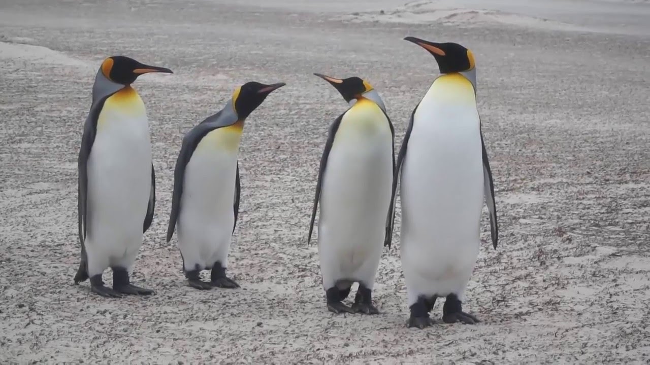 Dancing Penguin