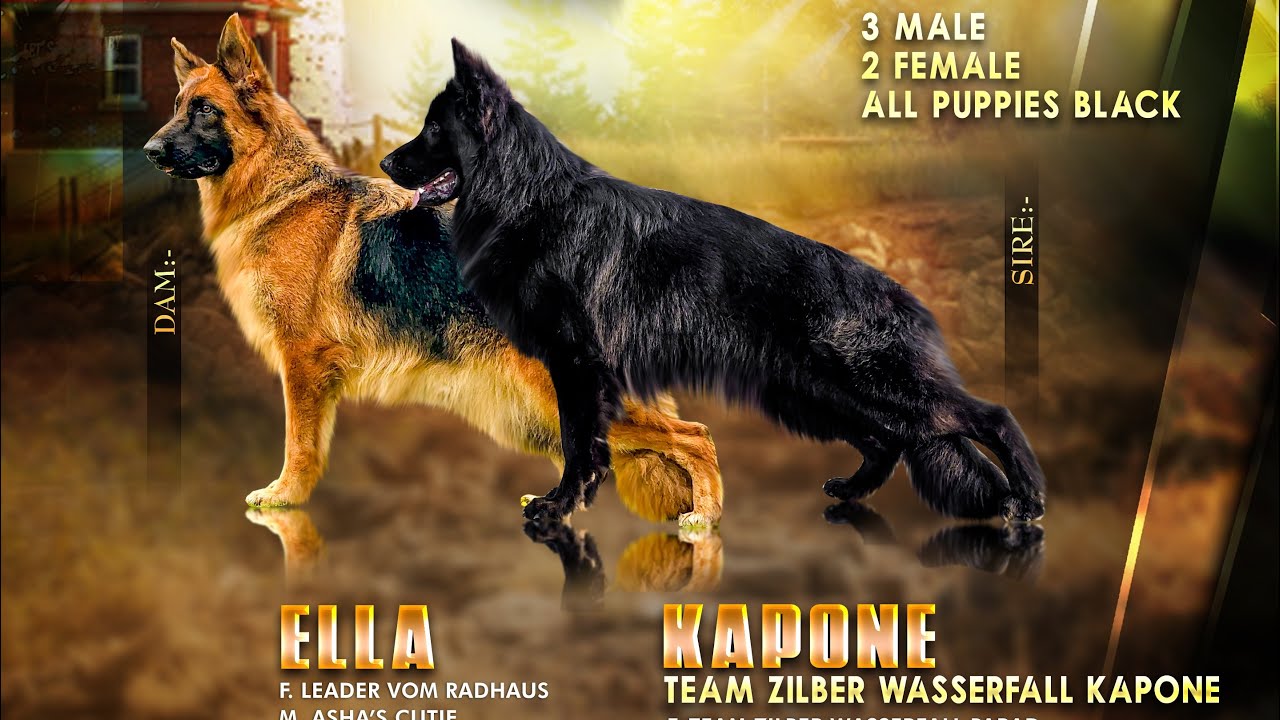 Trending black German shepherd | surprise - YouTube
