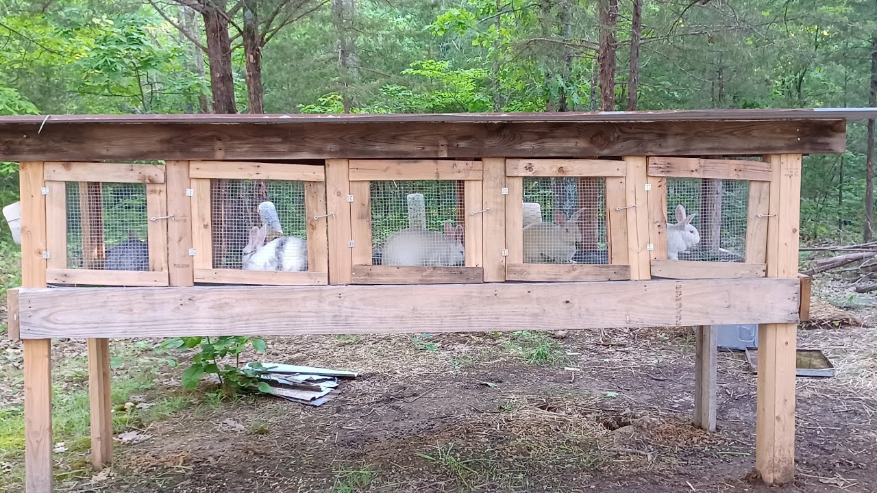 Processing A Rabbit For The First time!! (Pretty Graphic To Some) - YouTube