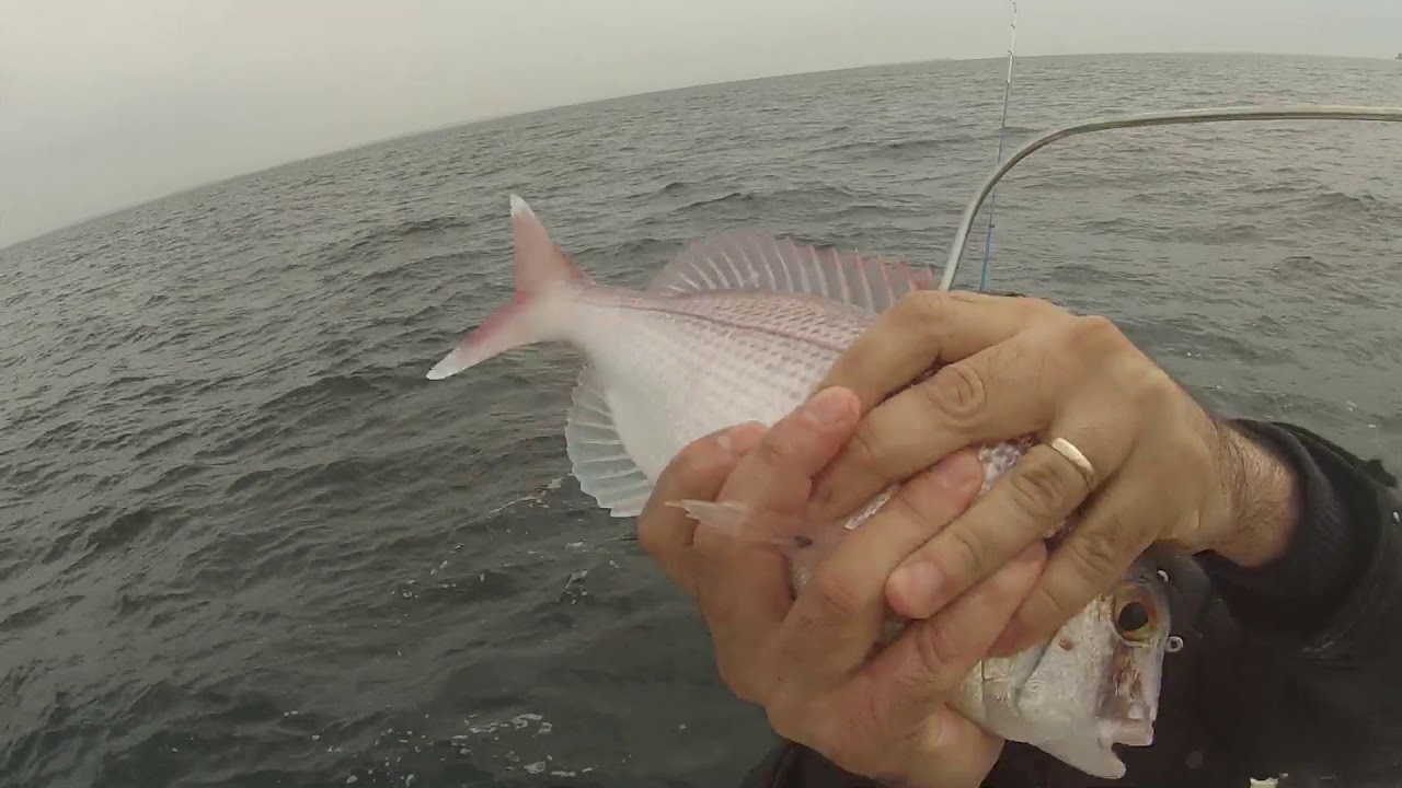 Balık avı, fangri mercan! - YouTube