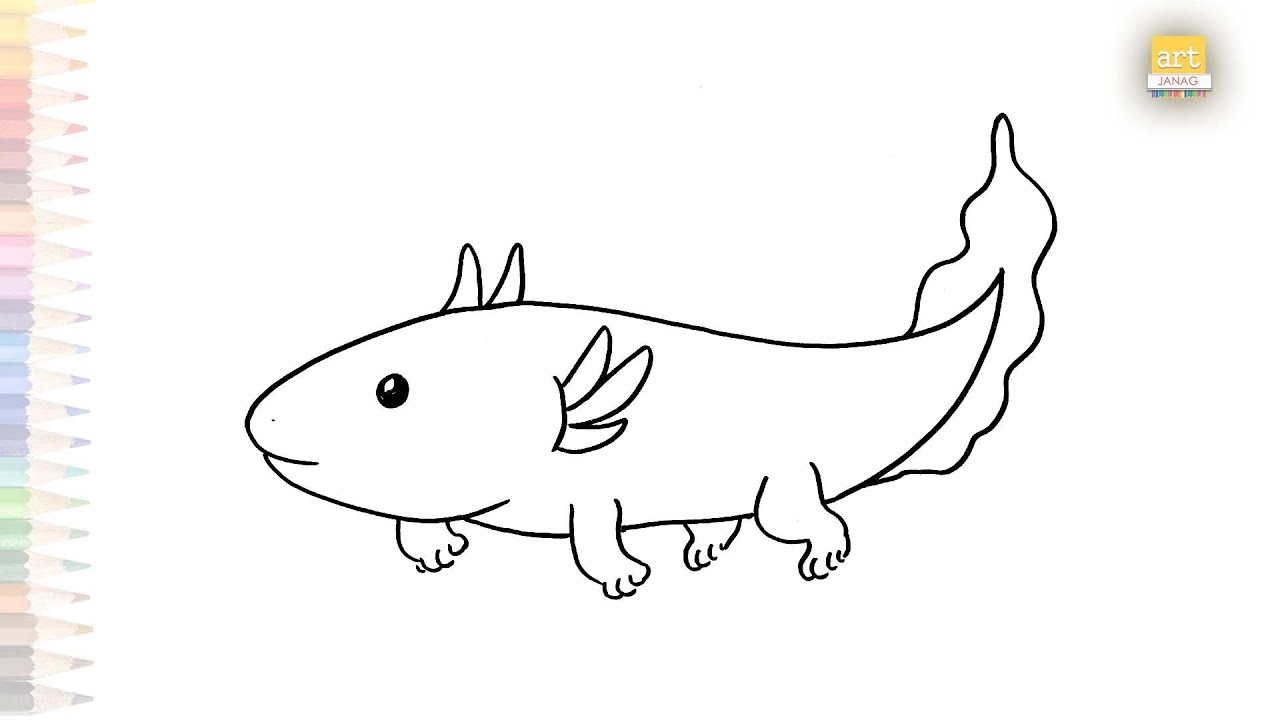 Axolotl drawings | Amphibian drawing videos | How to draw an Axolotl ...