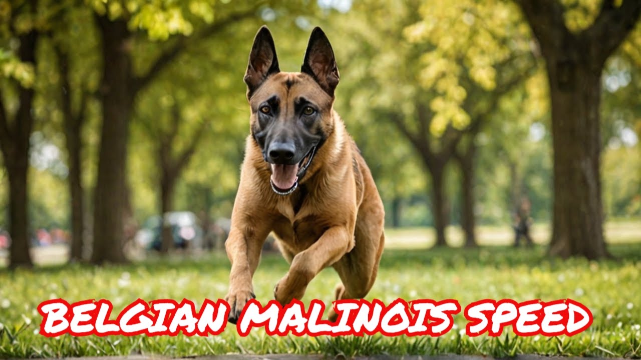 Meet the FASTEST Dog Breed in the World, the Belgian Malinois! - YouTube