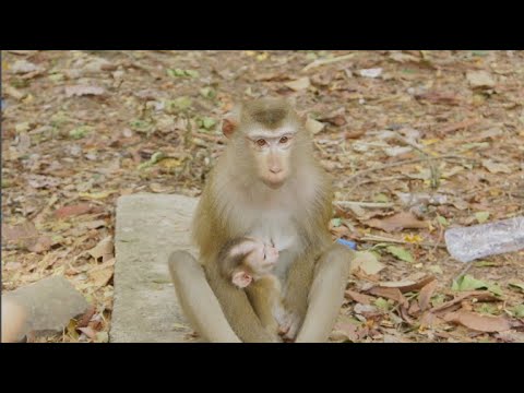 Lucie monkey is newborn baby so cute and famous - YouTube