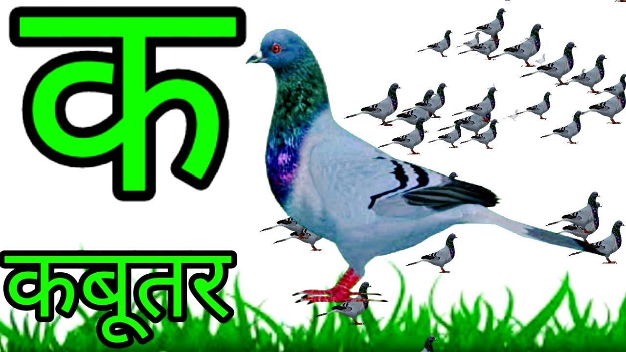 ka se kabutar ,क से कबूतर, हिंदीस्वरव्यंजन अ से अनार आ से आम ...