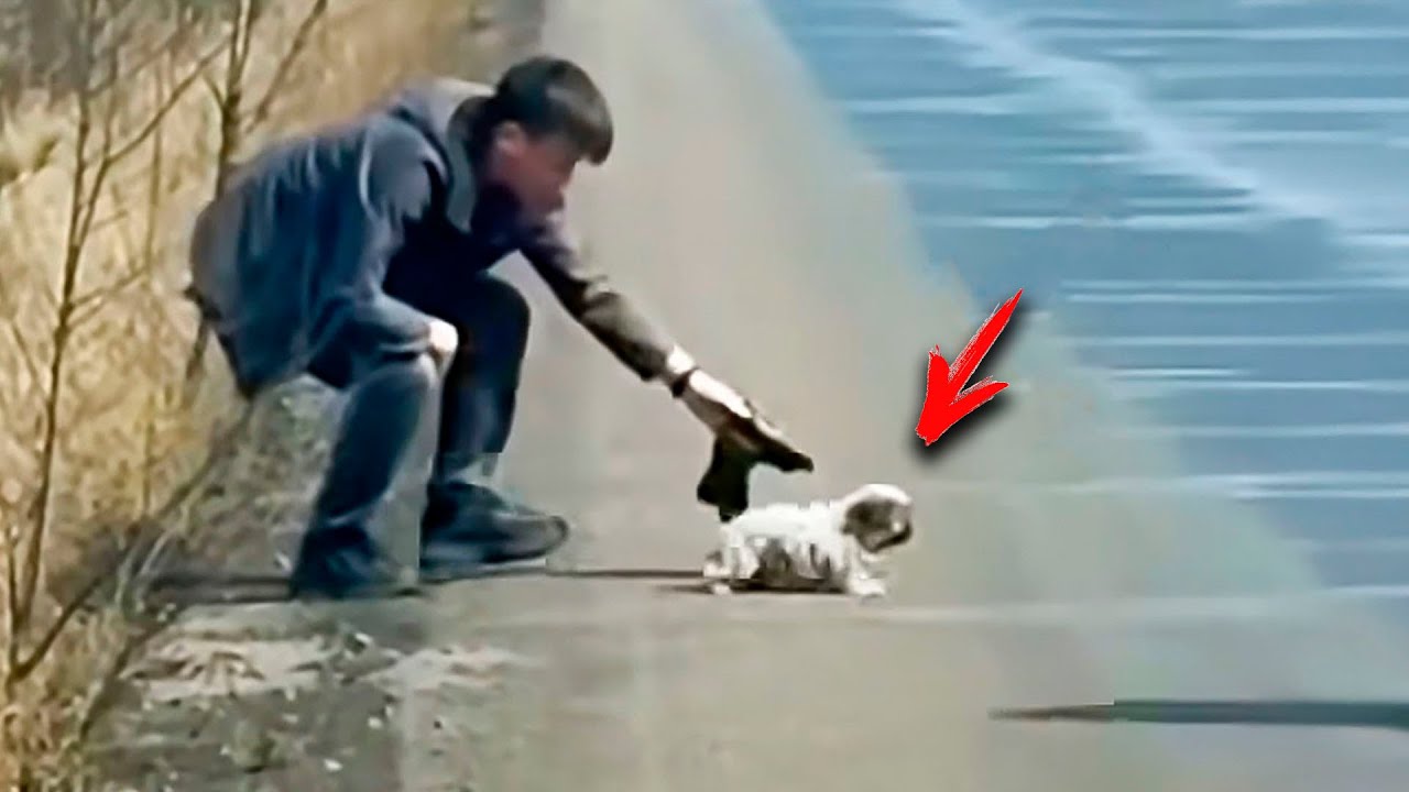 Man Did Not Know That He Was Being Filmed What He Did To The Dog Is ...