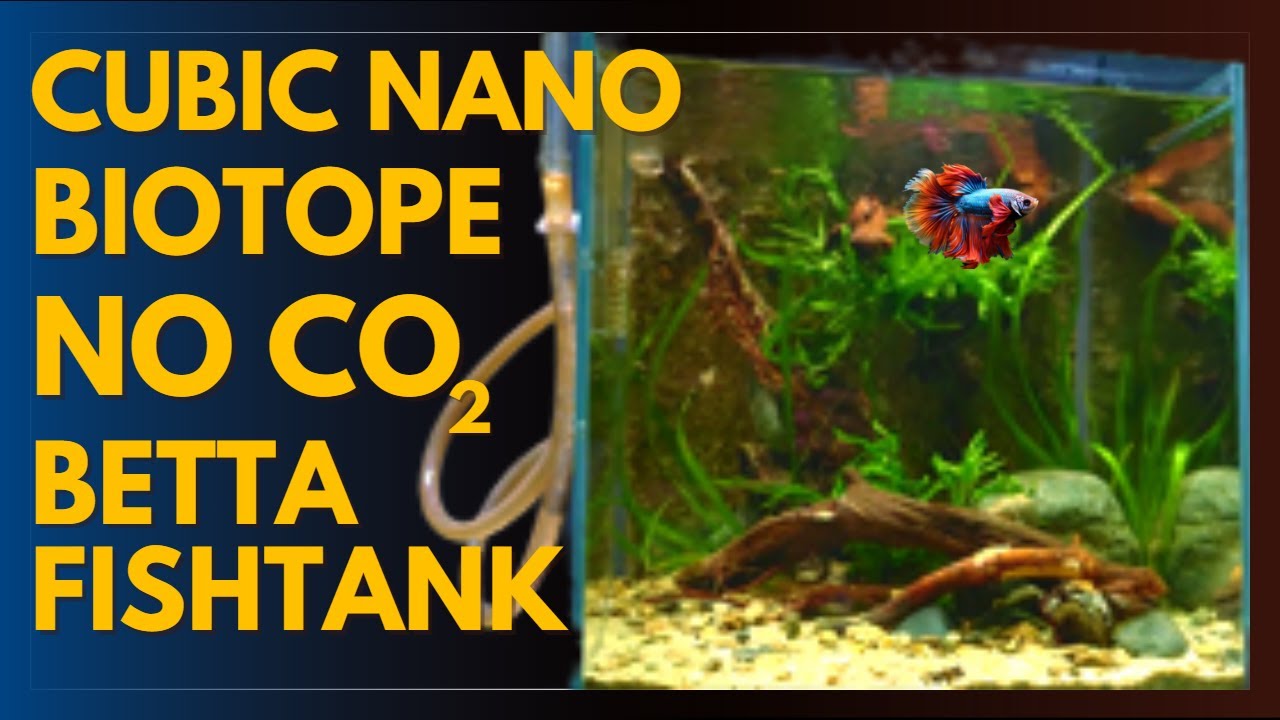 Betta Fish Tank Set Up | Cubic Nano Biotope | No CO2 - YouTube