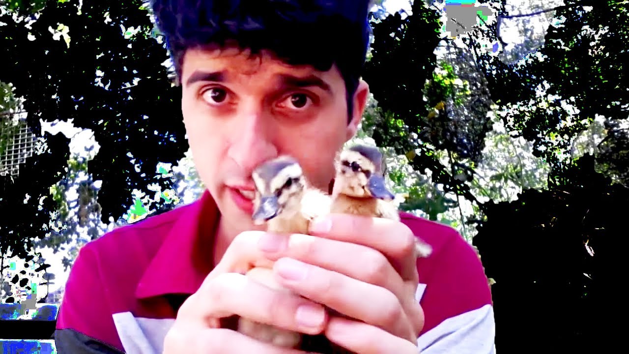 Paperotti Credono Che Io Sia La Loro Mamma - YouTube