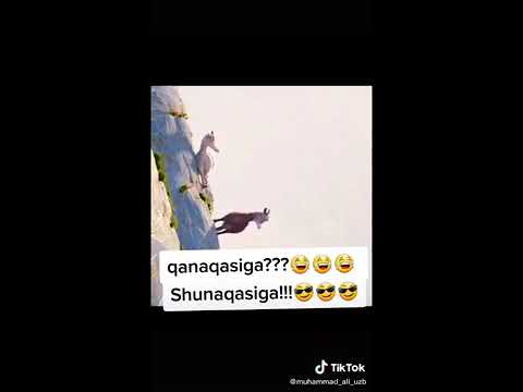 Multi prikol tik tokda