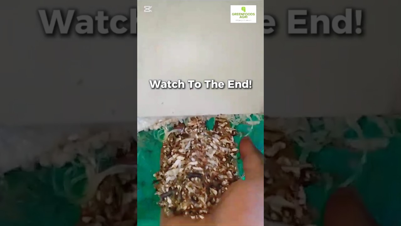 How clean can your Mung beans (Ndengu) get during the automated seed cleaning process? # ...