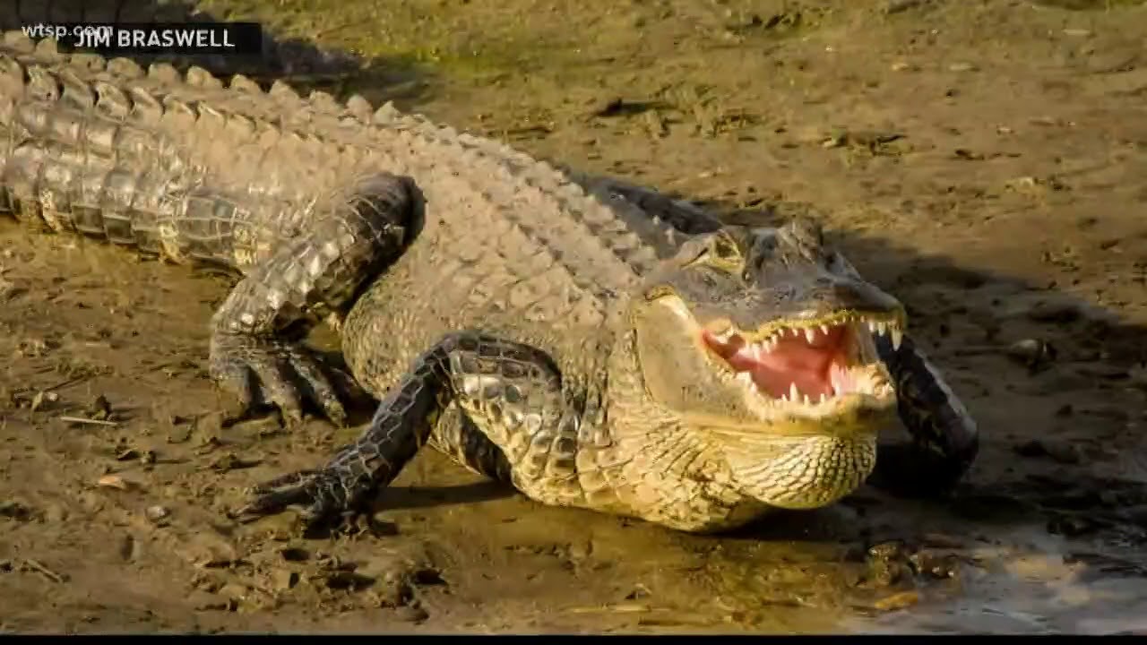 Great place to go gator watching in Tampa Bay - YouTube