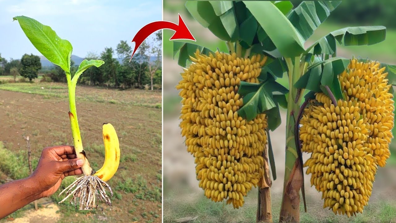 Great Technique Grafting Banana Fruit To Gets Amazing Fruit | home ...