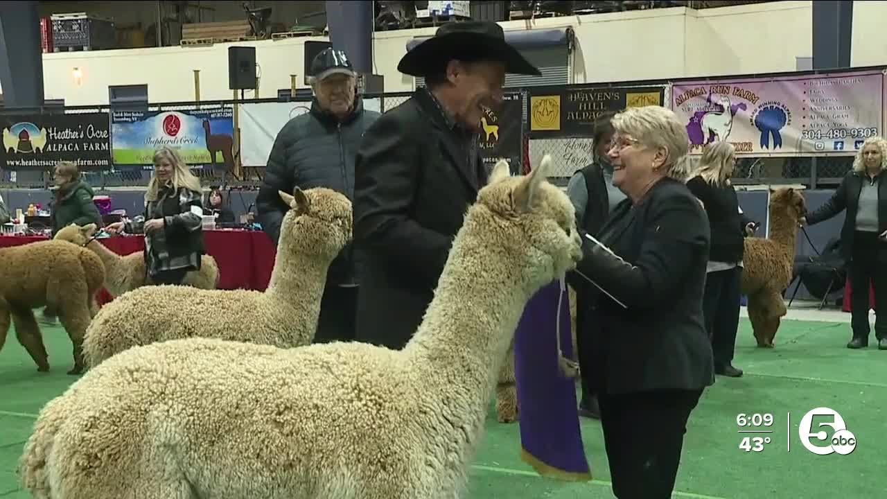 Hundreds gather in Summit County for annual Buckeye Alpaca Show - YouTube