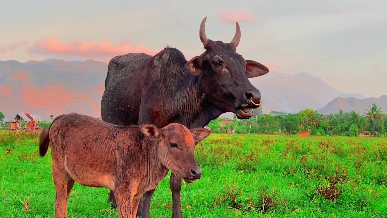 Sapi Lembu Aneh Dan Langka Sedang Di Sawah | Video Sapi Induk Bermain ...
