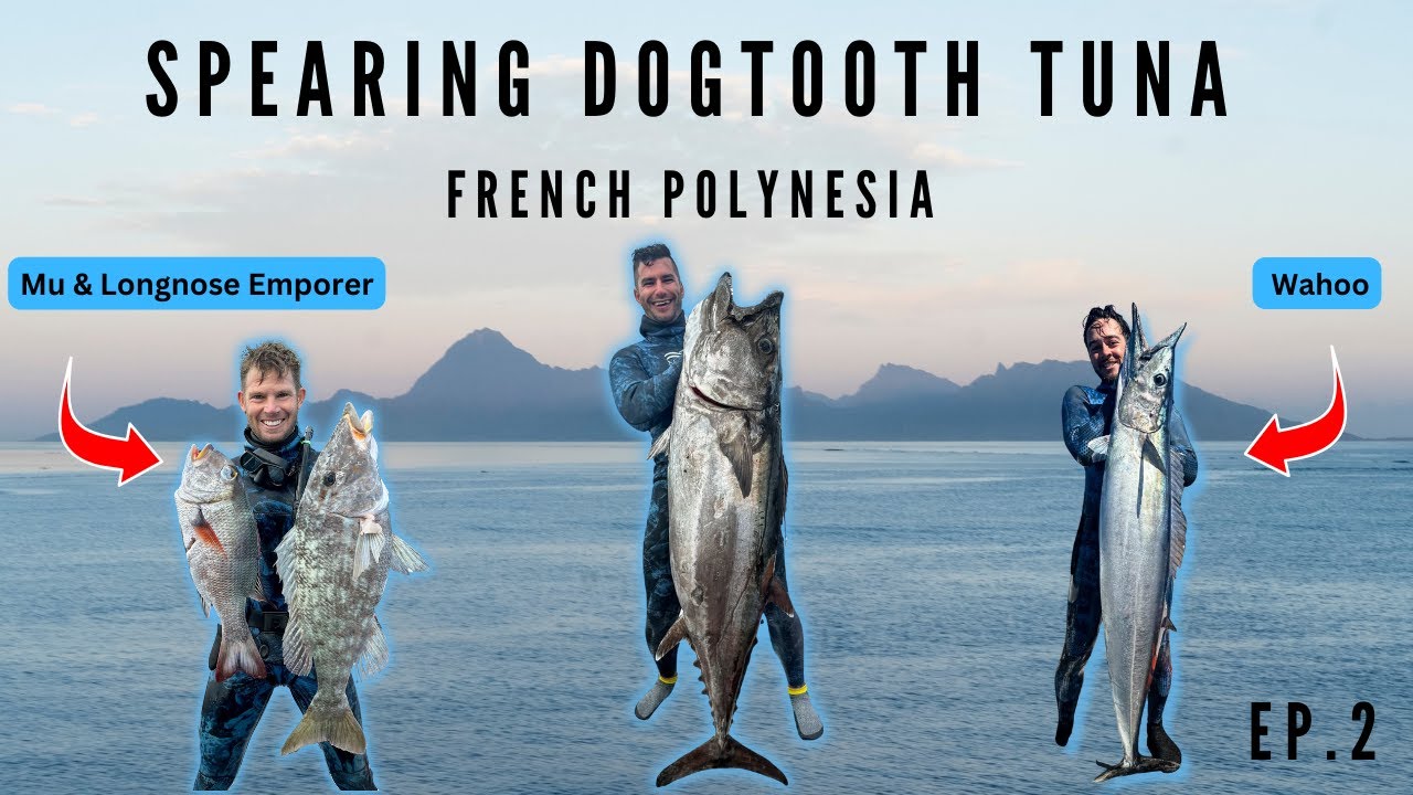 French Polynesia Spearfishing | Massive Dogtooth Tuna | Wahoo, Long ...