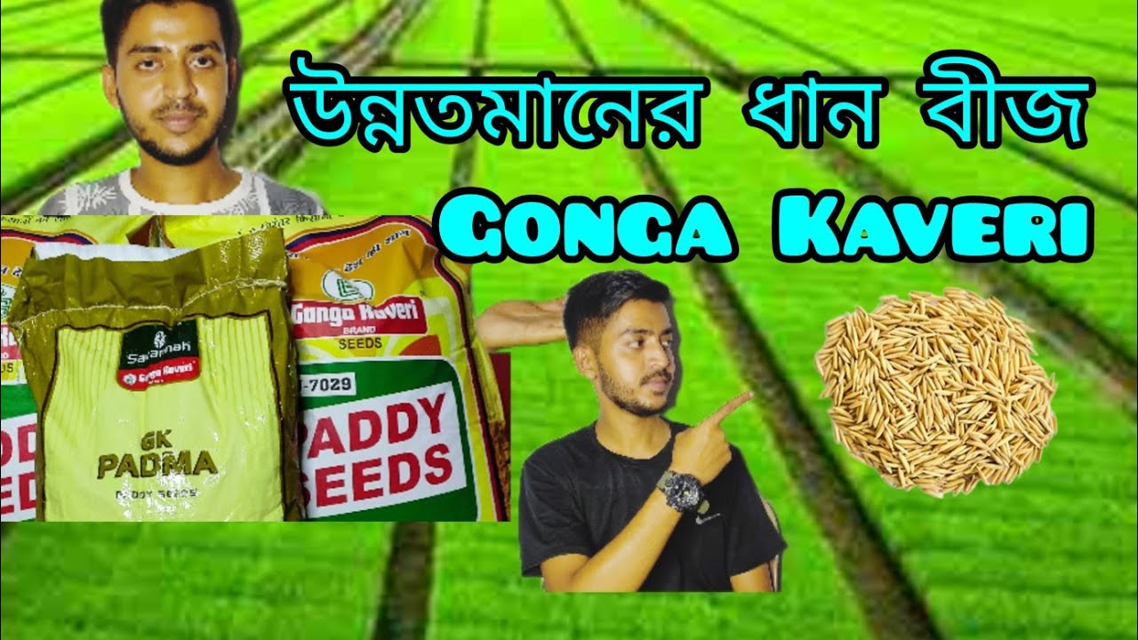 Ganga Kaveri paddy seed ..... - YouTube