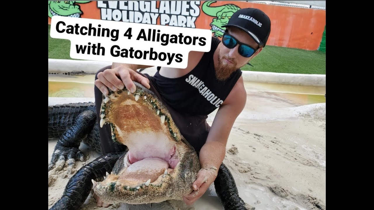 CATCHING 4 WILD ALLIGATORS WITH GATORBOYS - YouTube