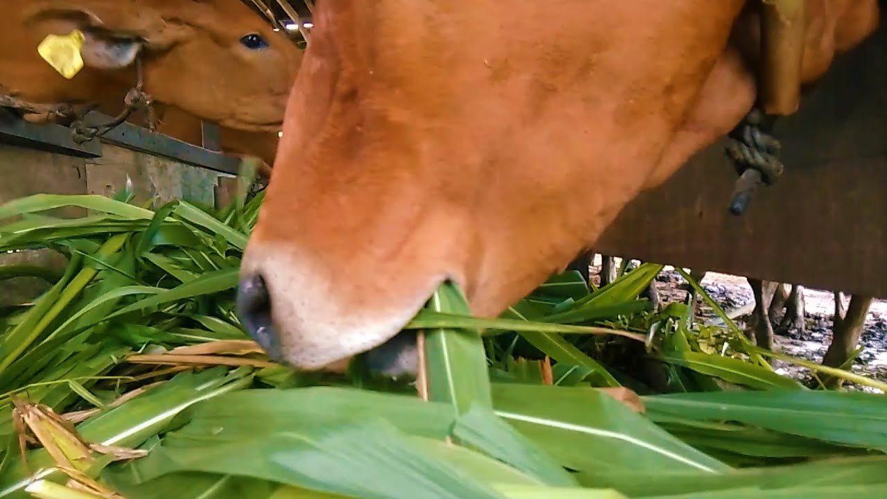 Farm animal | Cow eating Grass Sound | Sound Of eating grass | Farm Cow ...