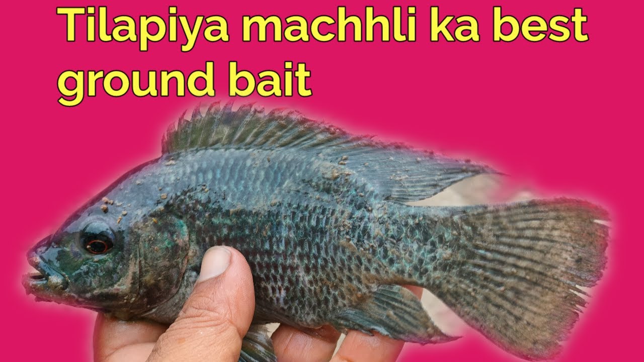 Tilapiya Machhli ka best charai || तिलपिया मछली का बेस्ट चराई || Sundar ...