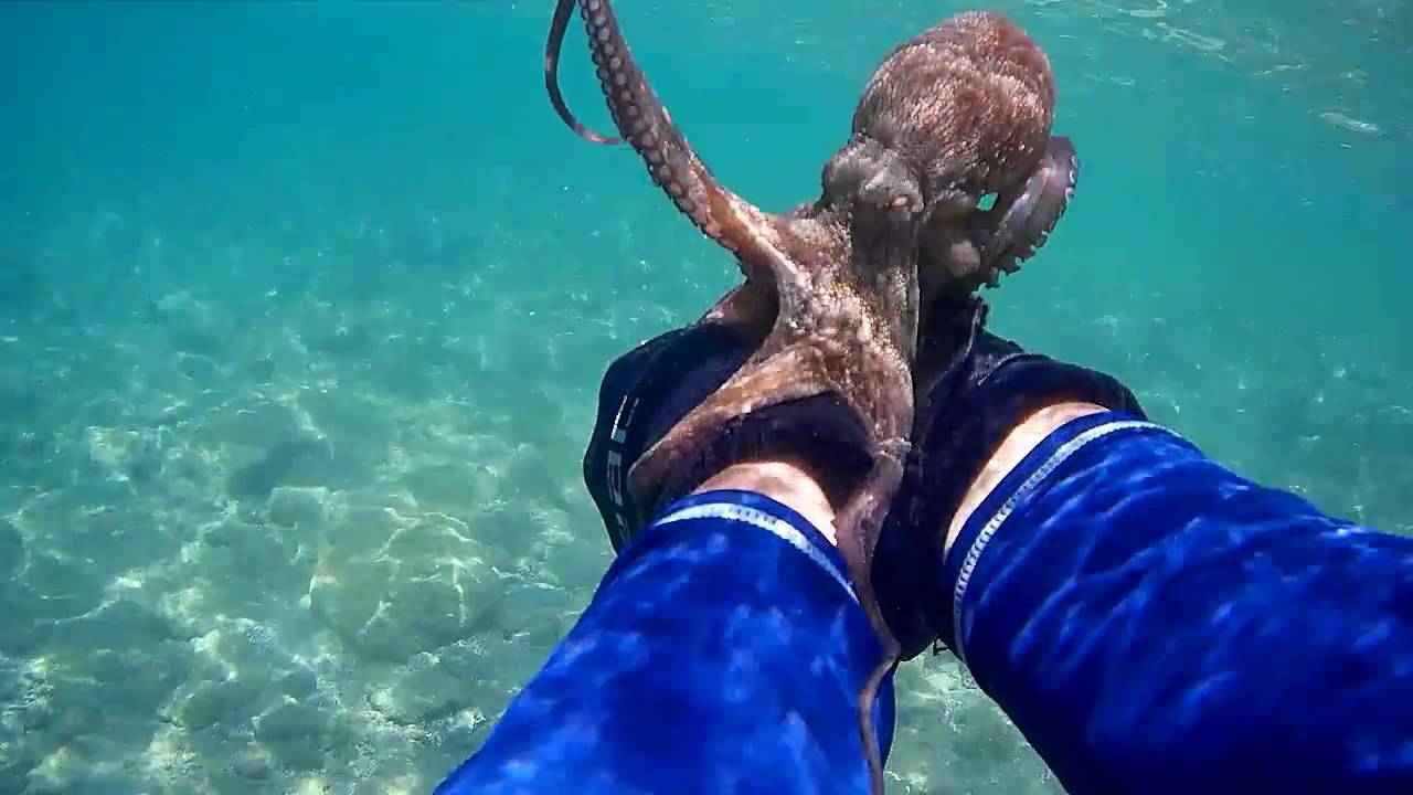 second octopus tickle 06 09 16 - YouTube