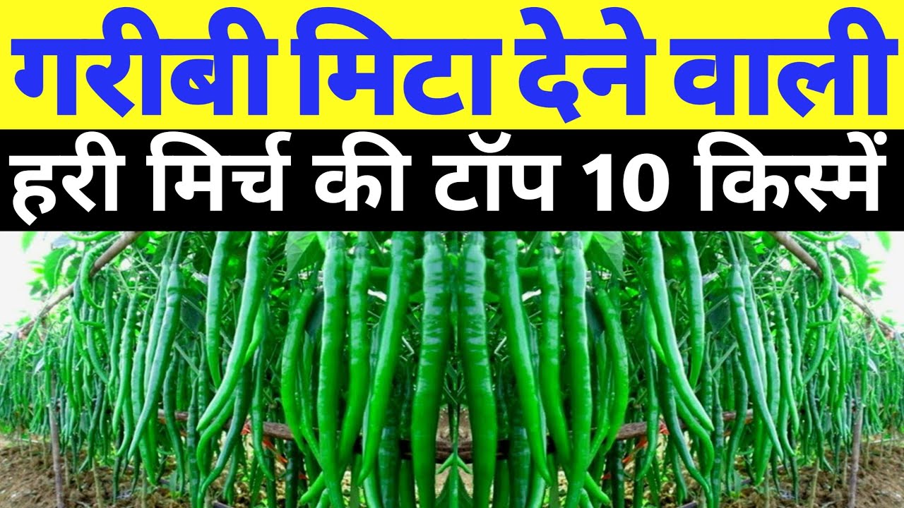 Mirch ki Kheti। Mirch Kheti।। Hari Mirch Top 10 Hybrid Varieties ...
