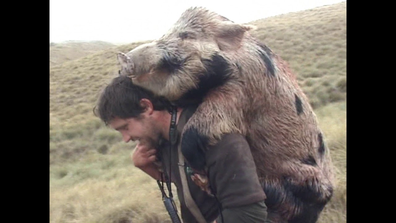 NZ Pig Hunting 10 years ago - YouTube