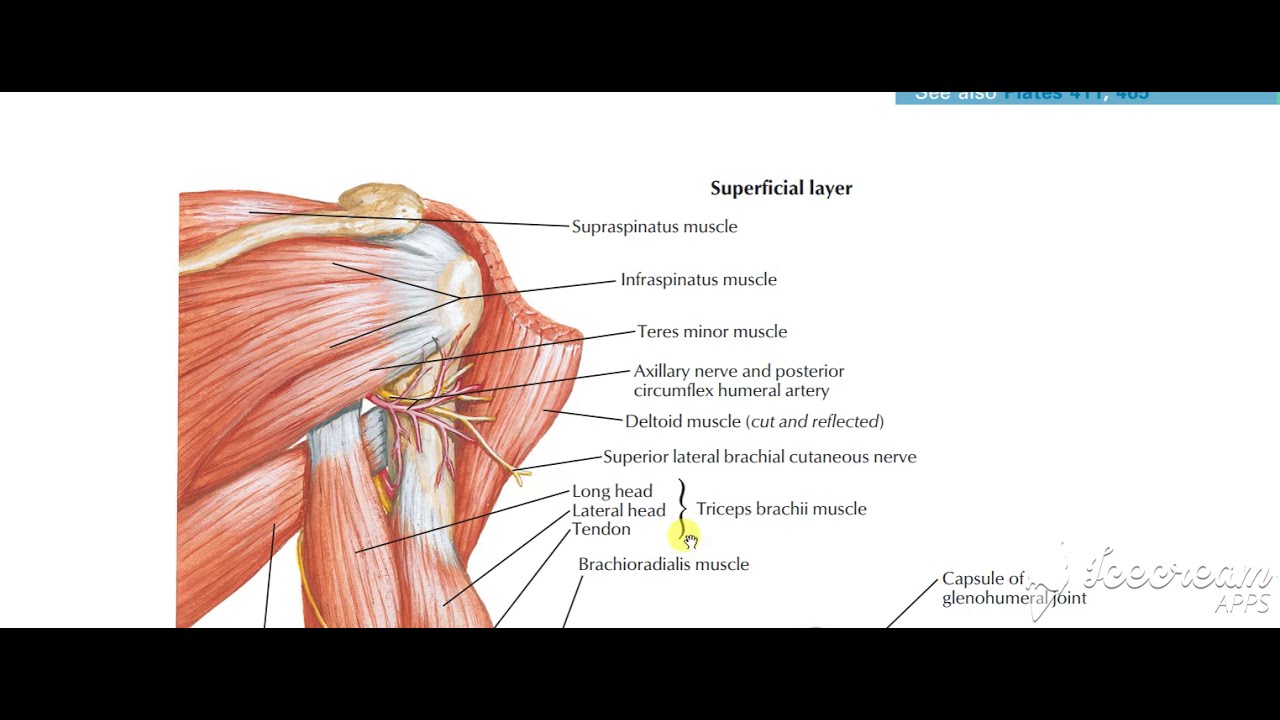 Axillary nerve 2 - YouTube