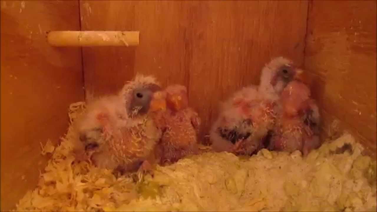 Rosie's Fabulous Four - A Nest of Rosy Bourke Parakeet Babies - YouTube