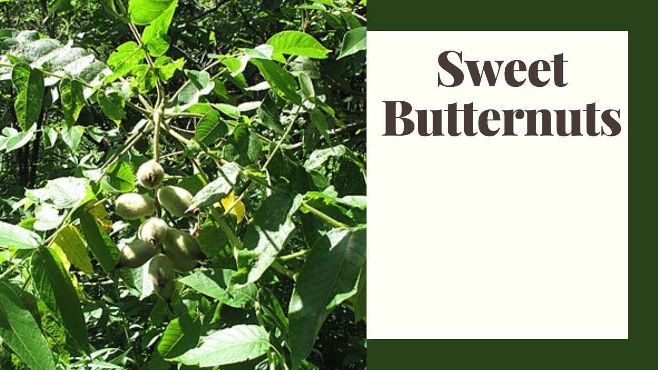 Forage and Grow Butternuts (White Walnuts) - YouTube