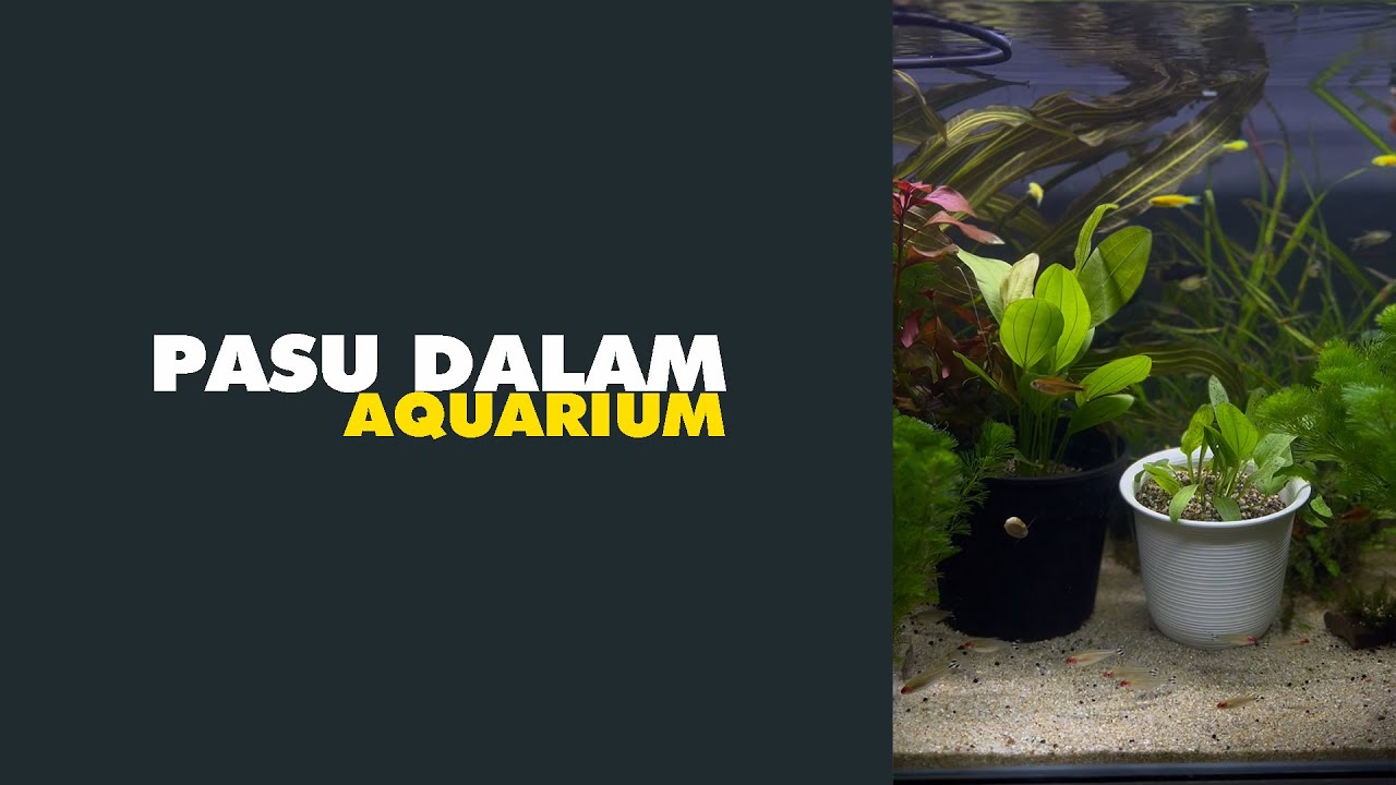 Masuk pasu dalam aquarium - YouTube
