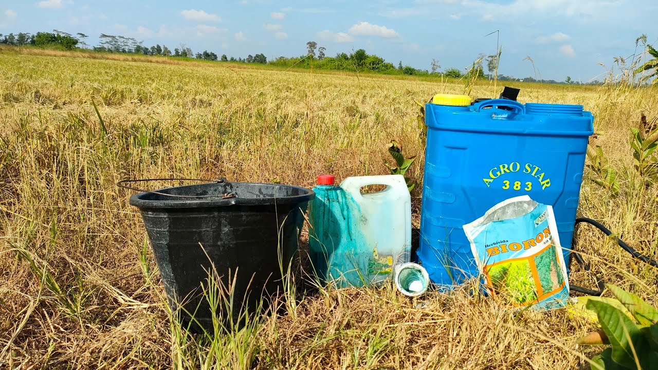 Cara Membuat Jerami padi dan Rumput Kering di sawah sebelum tanam padi ...