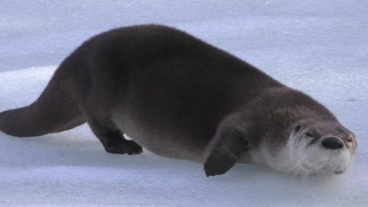 River Otter Sliding on Ice at Fort Rickey - YouTube