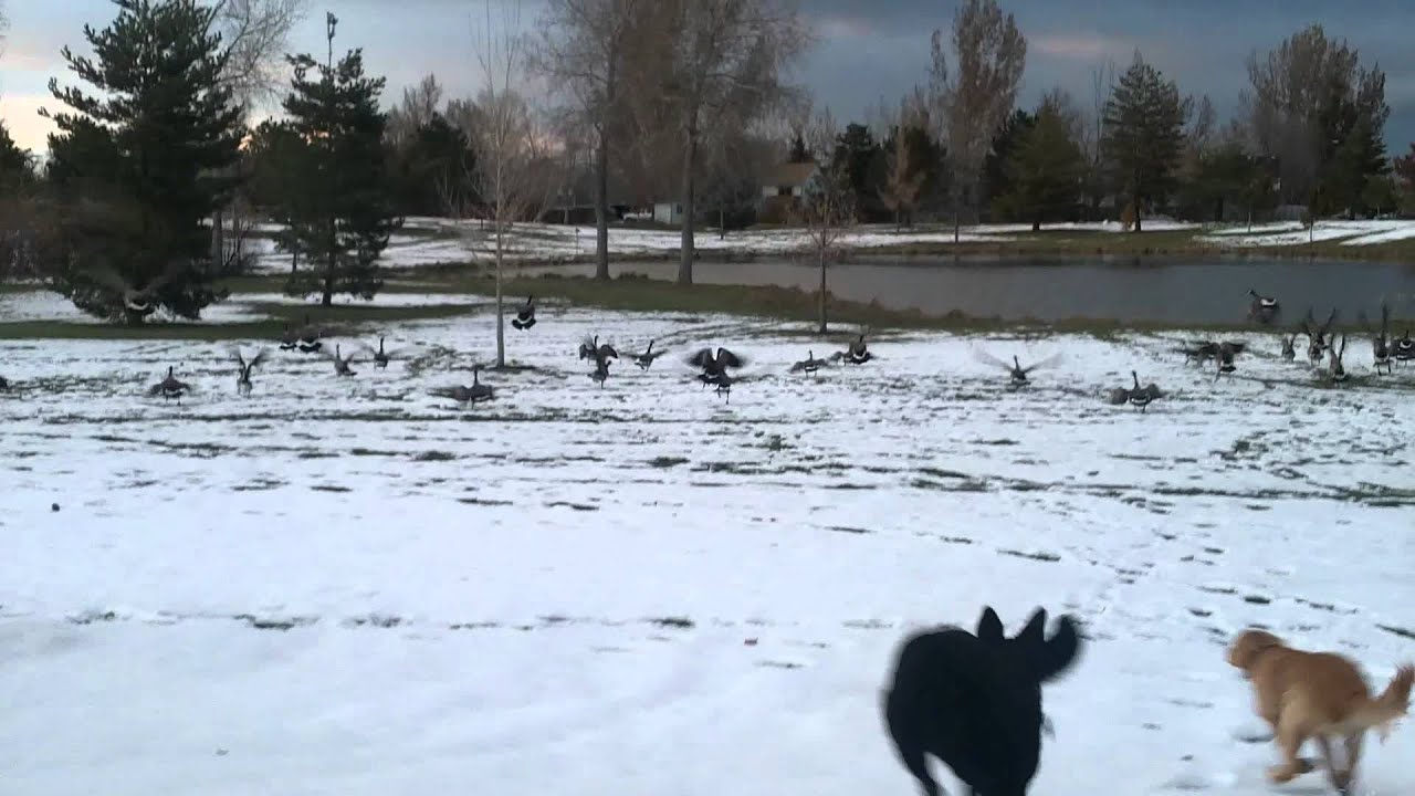 Dogs Chasing Geese - YouTube
