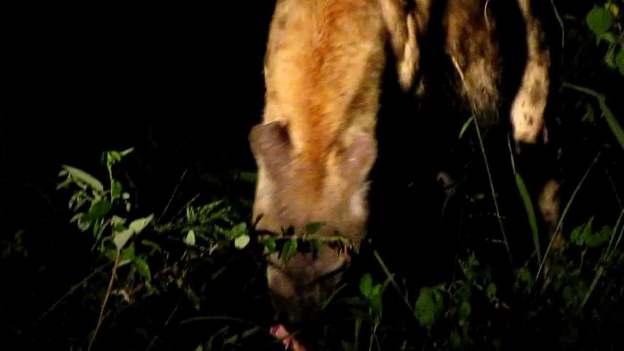 Leopard eating prey - YouTube