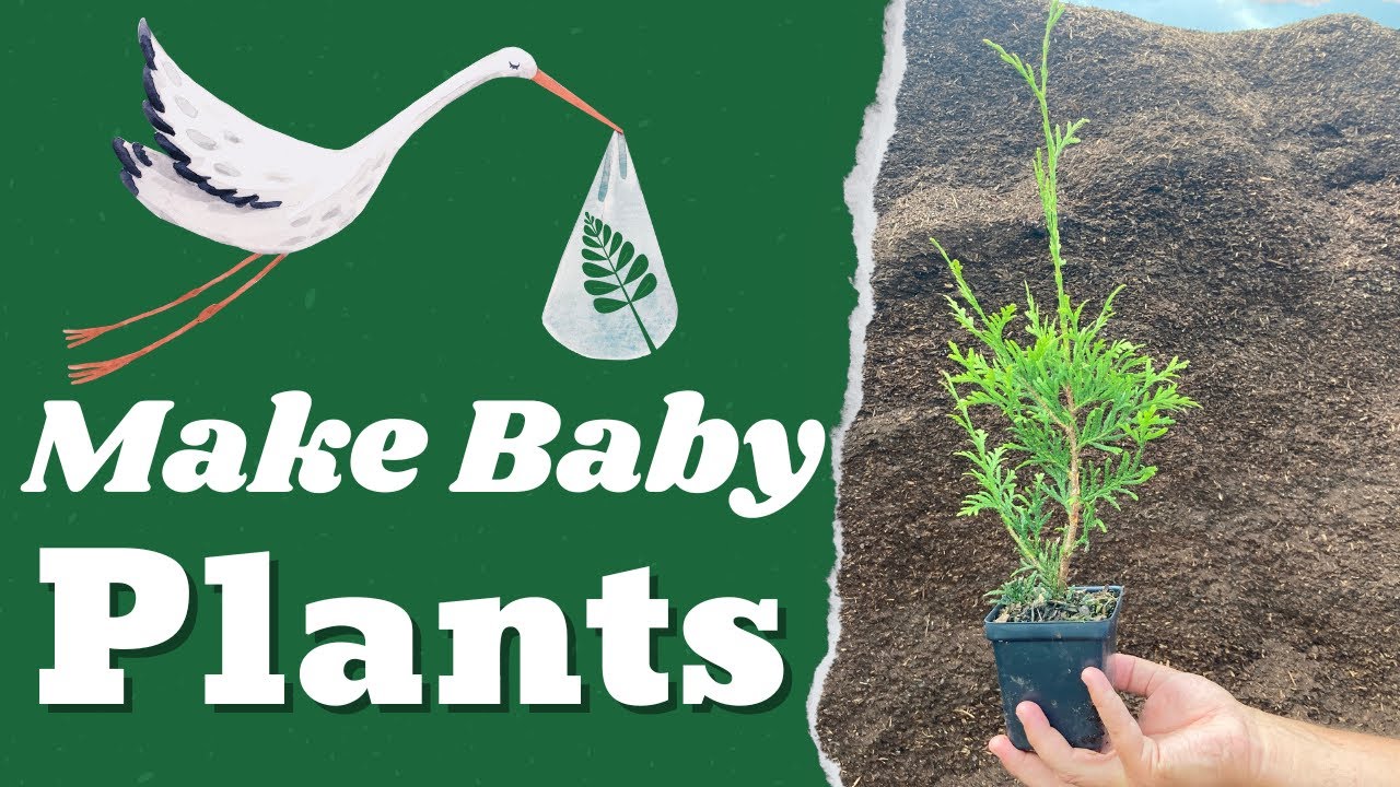 Propagating THOUSANDS of plants!! Mother plants making babies. - YouTube