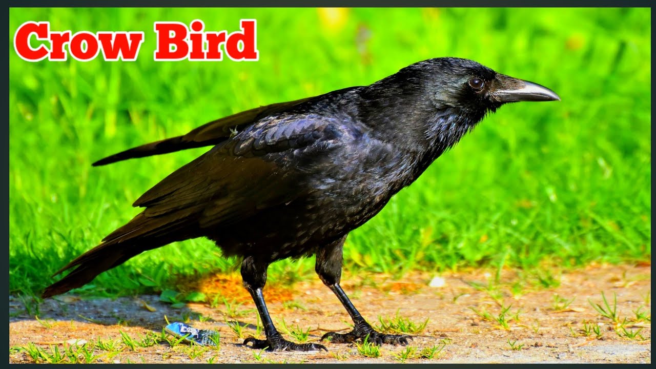 Crow bird crowing sound | Crow birds unity anger and sounds - YouTube